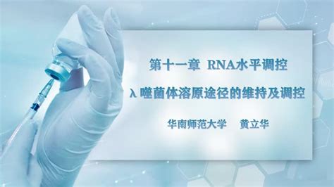 117 λ噬菌体溶原途径的维持及调控v6