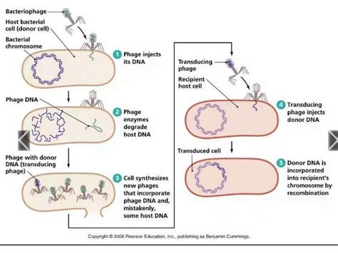 Reproduction In Bacteria Pptx