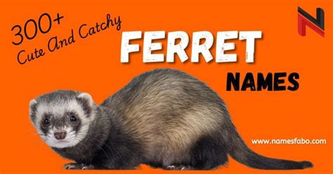 300 Cute And Catchy Ferret Names With Name Generator