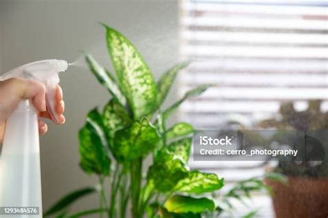 물 스프레이 병창 틀에 실내 집 식물에 물을 살포 하는 여성 손 녹색 집 식물 현대 인테리어 장식을 돌봐 가사 집안일에 대한 스톡 사진 및 기타 이미지 Istock
