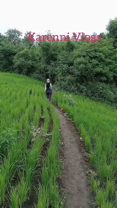 ခုချိန်က တောင်ယာစပါး ပေါင်းလိုက်တဲ့ချိန် တောင်ယာစပါးအလှတရာလည်း ပေါ်လွင်တဲ့ချိန် Shorts