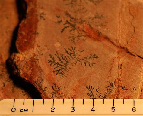 Louisville Fossils And Beyond Dendrites Plant Pseudofossil