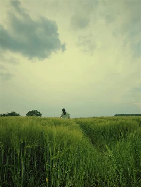 有关光合作用 光合作用过程 和平的 單獨一人 增長 夏天 多雲的 多雲的天空 天性 孤独的树 孤立的树 安靜 寧靜 弹性 微風 戶外 新鲜空气 景觀 木本