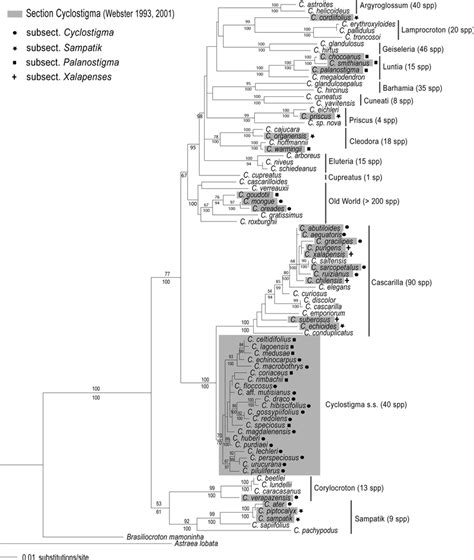 Maximum Likelihood Tree From Its Data Parsimony Bootstrap Percentages Download Scientific