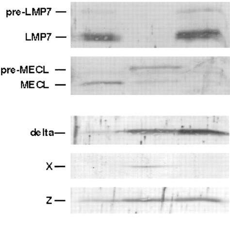 Relative Levels Of Proteasome Subunits In Spleen Cells From B10 Wild