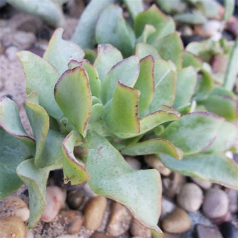 Crassula arborescens subsp. undulatifolia 'Bluebird', Crassula ...