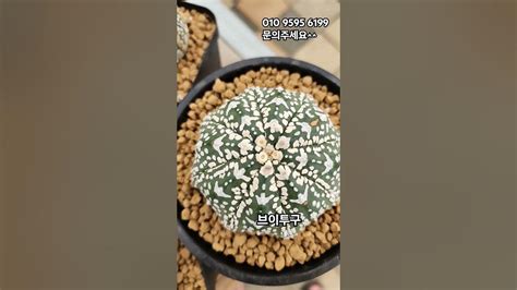 선인장 투구 희귀선인장 브이투구 Youtube