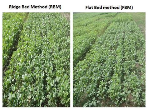 Comparison Between Two Methods Of Sowing Download Scientific Diagram