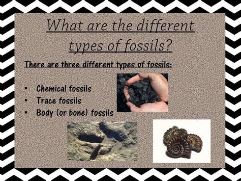 Understanding Fossils Complete Lesson Teaching Resources Etsy