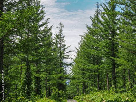 夏の北海道 新緑のカラマツ林 Stock Photo Adobe Stock