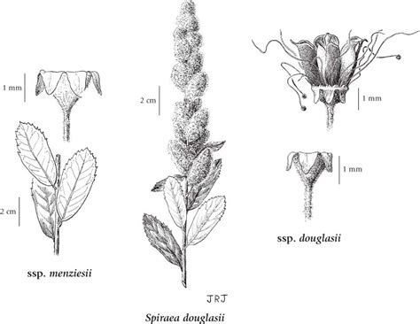 Spiraea Douglasii Illustration Uvic Permaculture