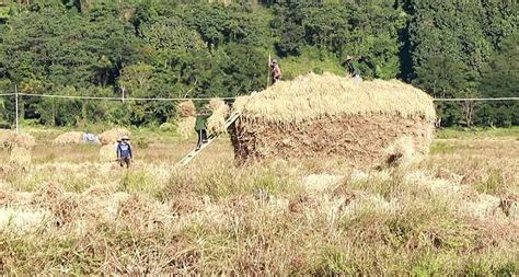 Dvb လုံဂျာဘွမ်တောင်ခြေအနီး တိုက်ပွဲဖြစ်နေသဖြင့် ဒေသခံများ စပါးရိတ်သိမ