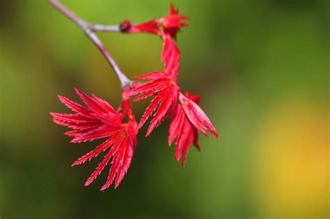 红色枫叶植物图片 3 优美图库