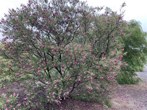 Chilopsis Linearis The Watershed Nursery