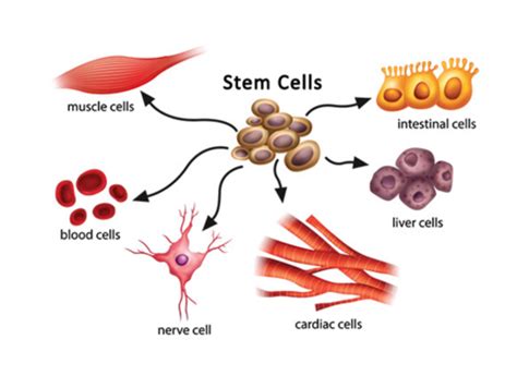 ANSC Flashcards Quizlet