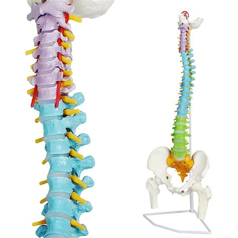 Buy 2023 Color Coded Life Size Spine Model34 Medical Anatomical Super