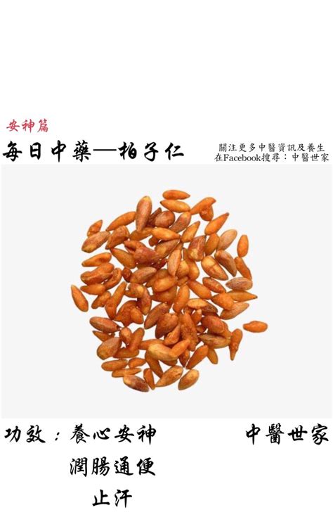 柏子仁 中藥中醫道