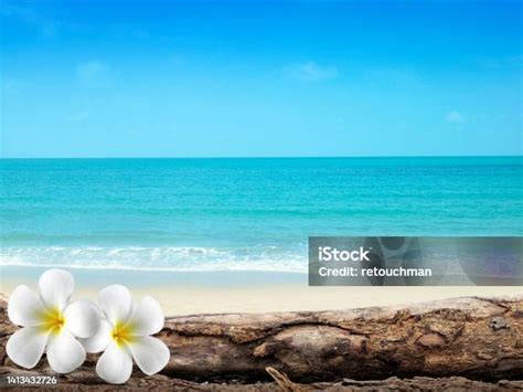 맑은 푸른 하늘 위에 하얀 모래와 아름다운 푸른 바다가있는 플루메리아 의 부드러운 초점 계절에 대한 스톡 사진 및 기타 이미지 Istock