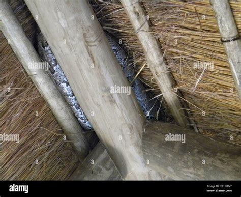 Southern African Python Python Natalensis Stock Photo Alamy