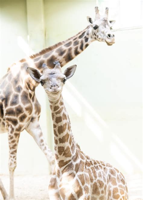 에버랜드 기린의 날 기념 아기 기린 ‘마루 공개