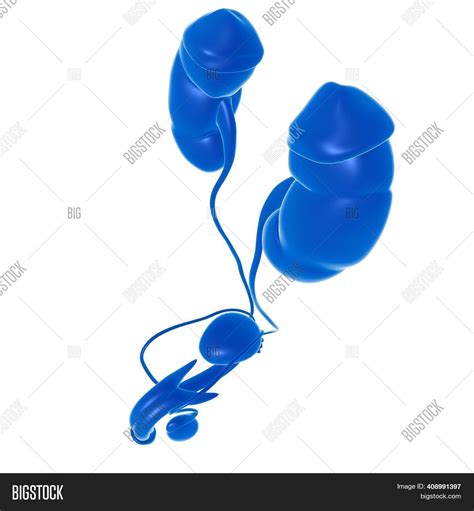 Male Reproductive Image Photo Free Trial Bigstock