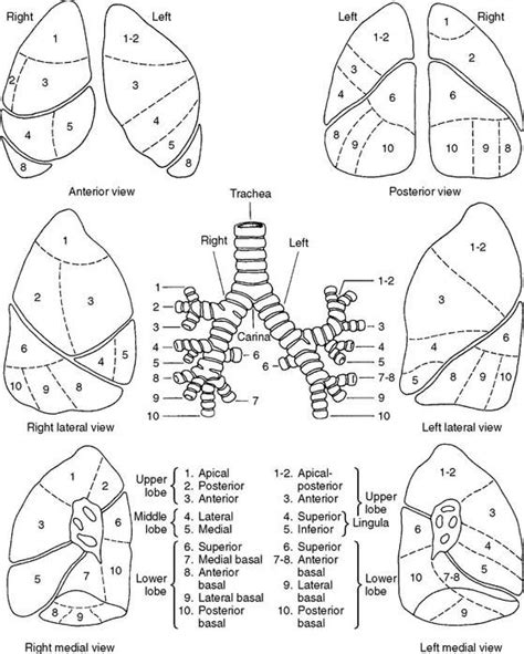Bronchopulmonary Segments Annotated Ct Radiology Case Bronchopulmonary