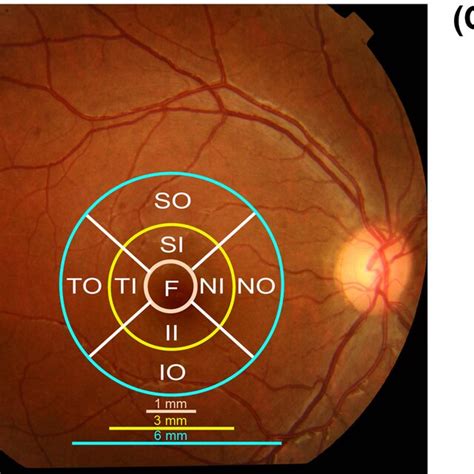 The Retinal Oct Scan Protocol A The Four Quadrants Superior Download Scientific Diagram