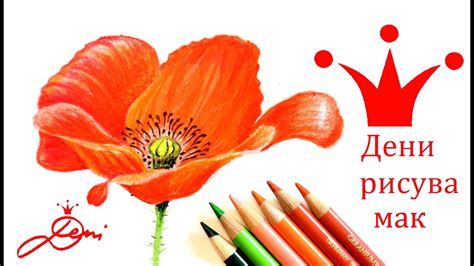 Дени рисува цвете Мак с цветни моливи 🌹 реалистично и лесно Youtube