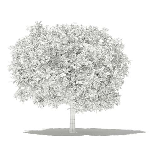 Pomelo Tree 3 6m 3d Model Download Trees On
