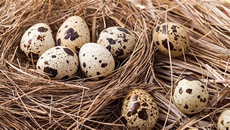 Raising Quail On The Ground And Ground Pen Information