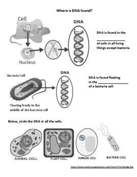 DNA Structure Function Review By The Biology Bar TpT
