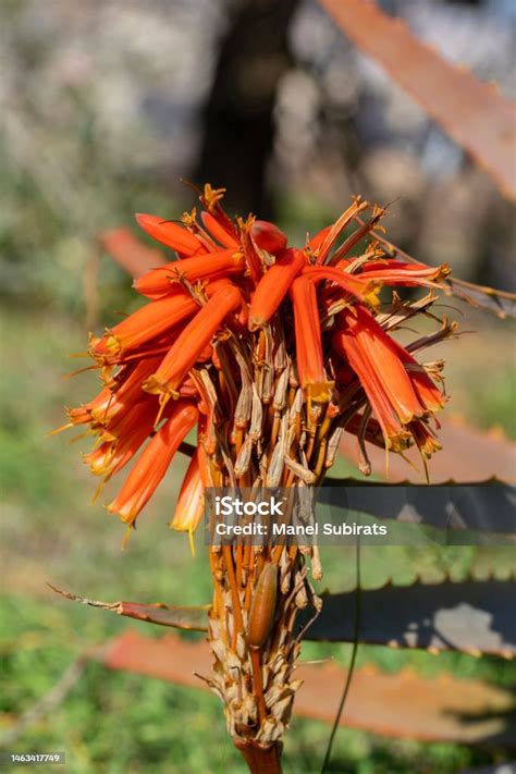 알로에 즙이 많은 식물의 붉은 꽃 캘리포니아 미국 사막 식물 건조한 기후 자연 식물 배경을 닫습니다 알로에 베라의 생생하고 육즙이 많은 꽃 미국의 원예 갈색에 대한 스톡