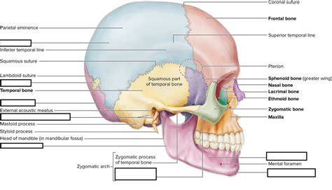 Mandibular Fossa