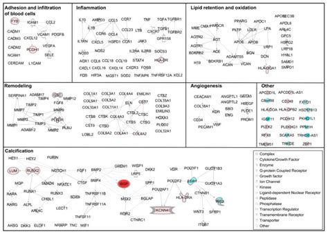 Calcium Signaling Pathway Genes Runx2 And Cacna1c Are Associated With Calcific Aortic Valve