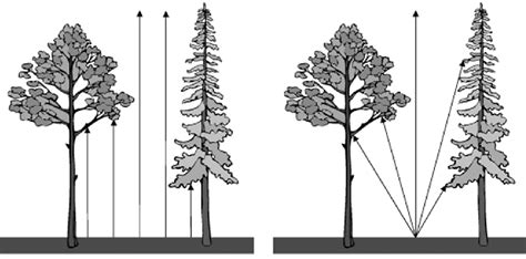 Canopy Cover Left Is Always Measured In Vertical Direction Whereas Download Scientific