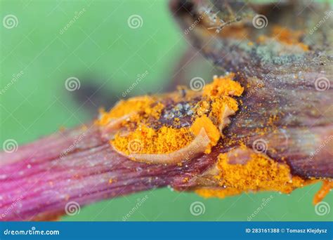 Rose Rust Fungus Phragmidium Mucronatum Common Plant Pathogen Stock Photo Image Of