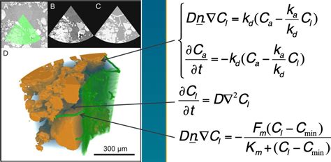 Image Based Modeling Of Plant Soil Interactions SIAM