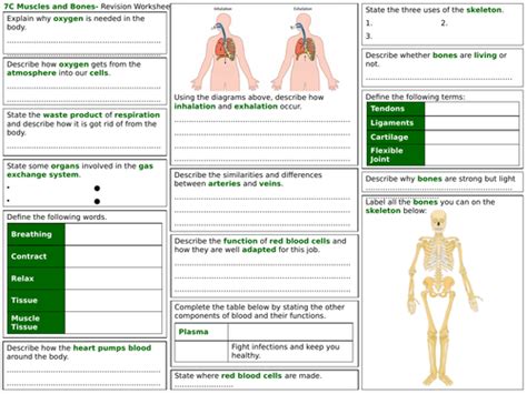 Exploring Science Year 7 Revision Worksheets Teaching Resources