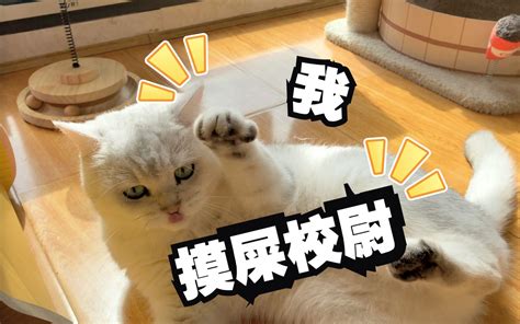 “摸屎校尉”今天算是后继有猫了！ 哔哩哔哩