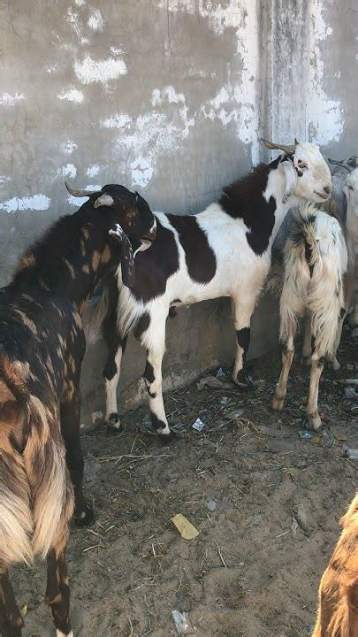 فيديو مضحك جدا عن الماعز يمارسون الحب خلف بعضهم البعض Youtubeshorts