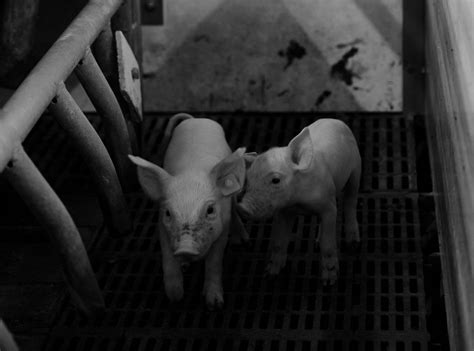Are Farrowing Crates Cruel At Tommy Bautista Blog