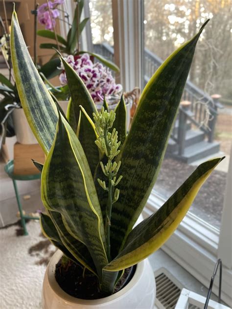 My Snake Plant Is Blooming I Read That The Blooms Are Caused By Stress