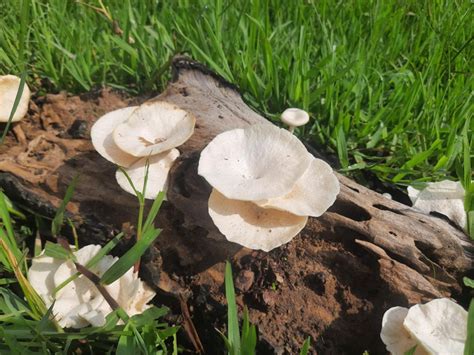 银耳多糖 植物透明质酸，保湿效果最佳 知乎