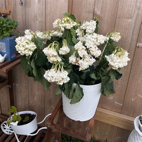 🌼 Hydrangea Limelight Growth Height Vs Width