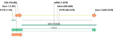 Intron Exon Boundary Identification Of Rmtatp6 Isolated From Iranian Download Scientific