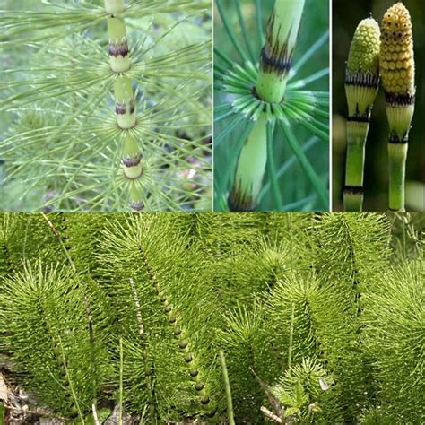 División Equisetophyta ~ Biopsicosalud