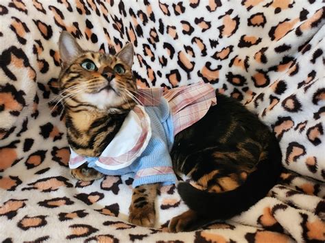 😉😉 콜리 Colley