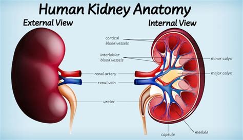 인간의 신장 해부학 다이어그램 무료 벡터