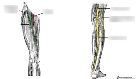Lab Sciatic Femoral Common Fibular And Tibial Nerves Diagram Quizlet
