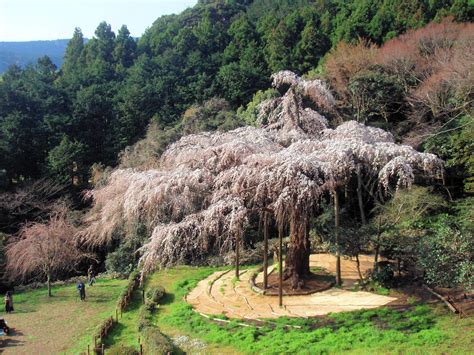 長興山 紹太寺 観光 エリア情報 かながわシープロジェクト Feel SHONAN